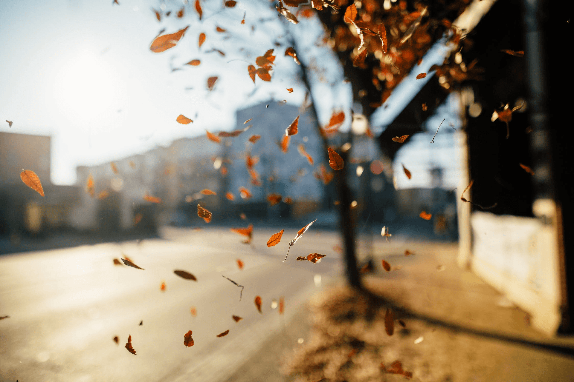 7 Fall Wellness Tips to Keep you Healthy This Season – Viva Health Skincare